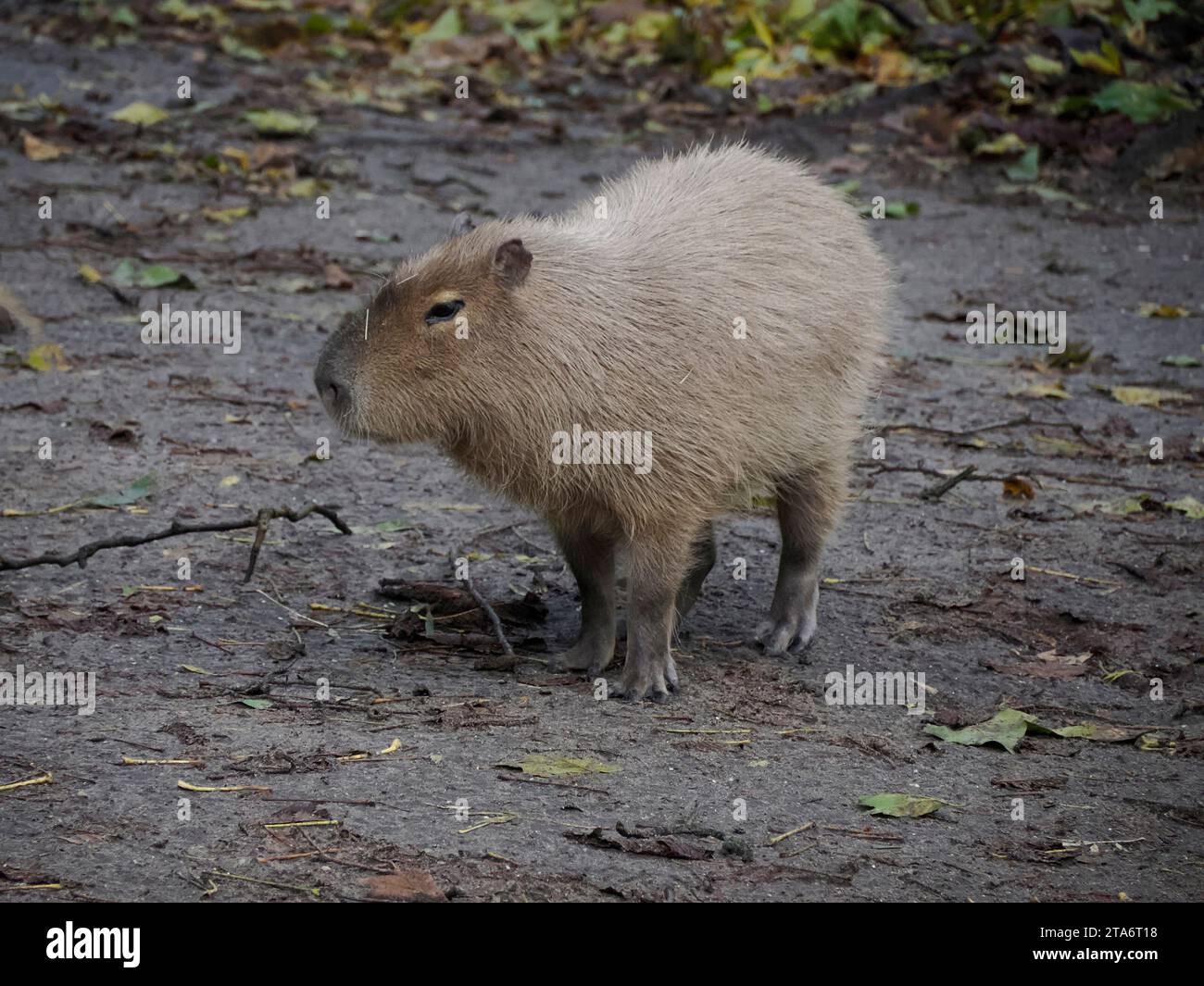 A capibara portrait looking at you Stock Photo - Alamy