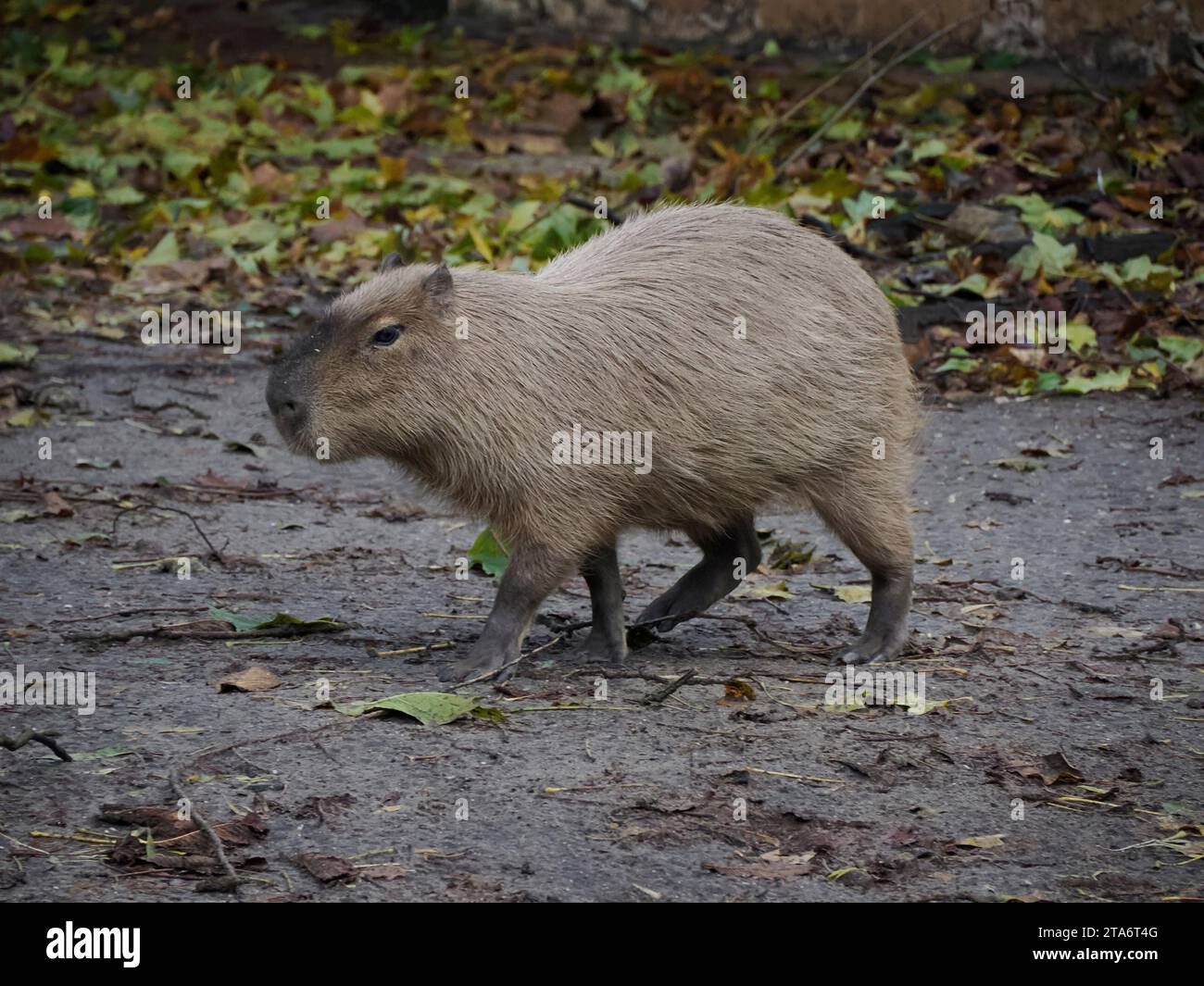 A capibara portrait looking at you Stock Photo - Alamy