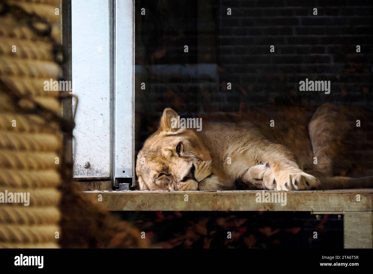 Caged lion portrait hi-res stock photography and images - Alamy