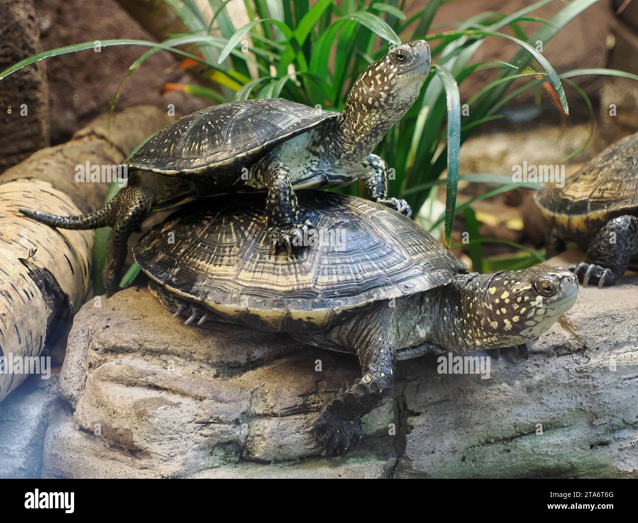 Portrait european pond terrapin hi-res stock photography and images - Alamy
