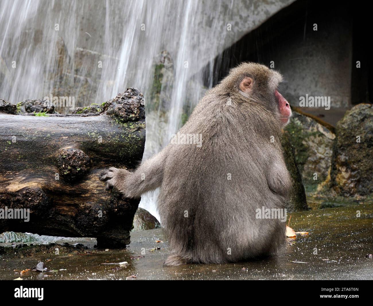 A japanese macaque monkey ape near a waterfall Stock Photo - Alamy