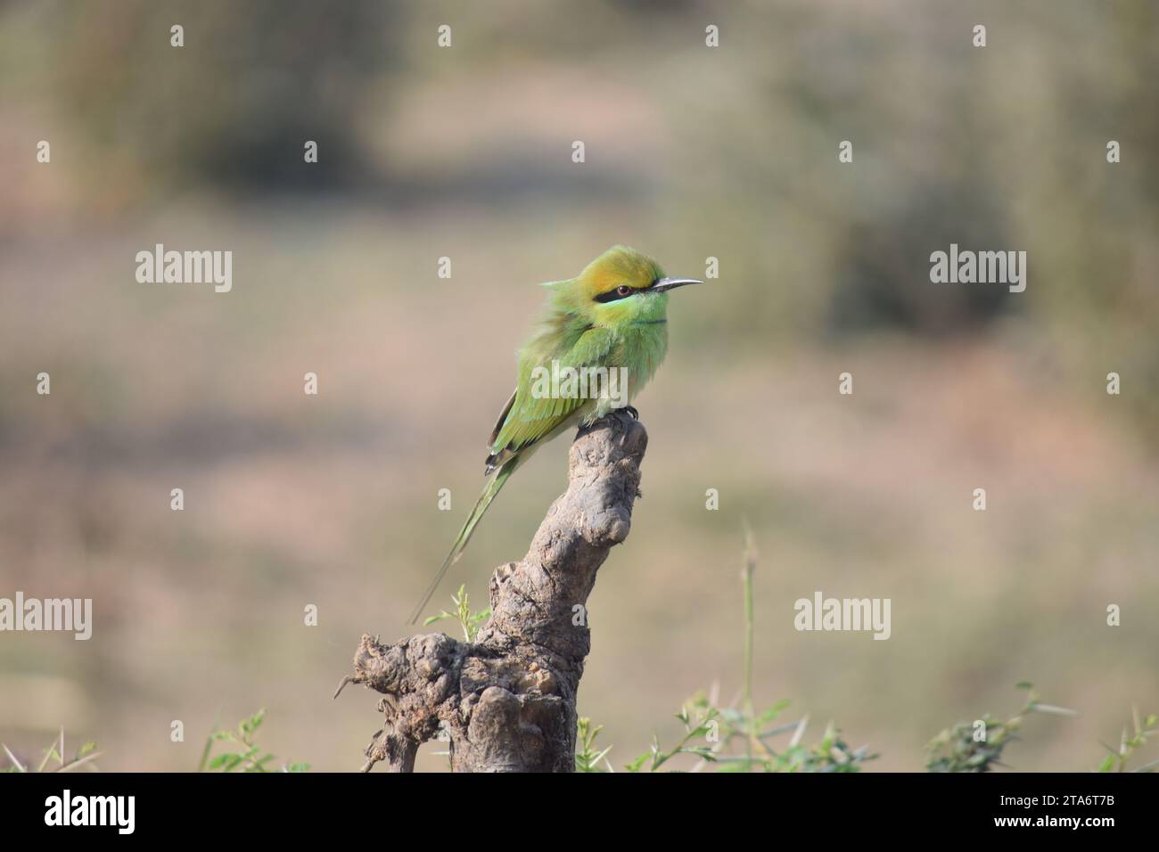 Local Life in India Stock Photo - Alamy