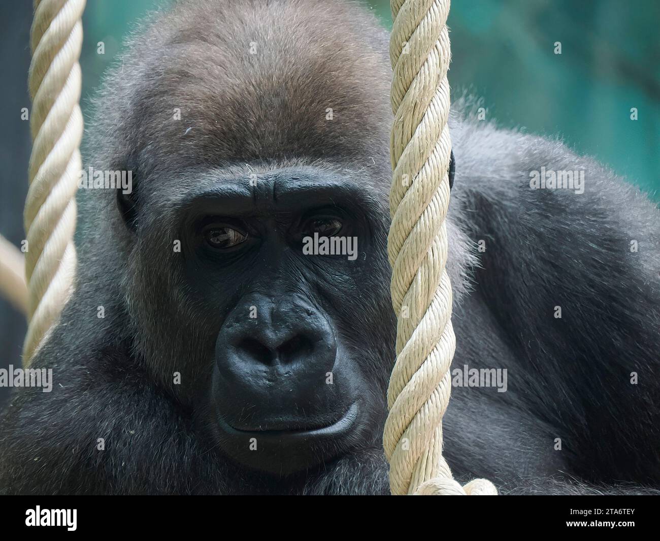A sad zoo gorilla close up portrait Stock Photo - Alamy