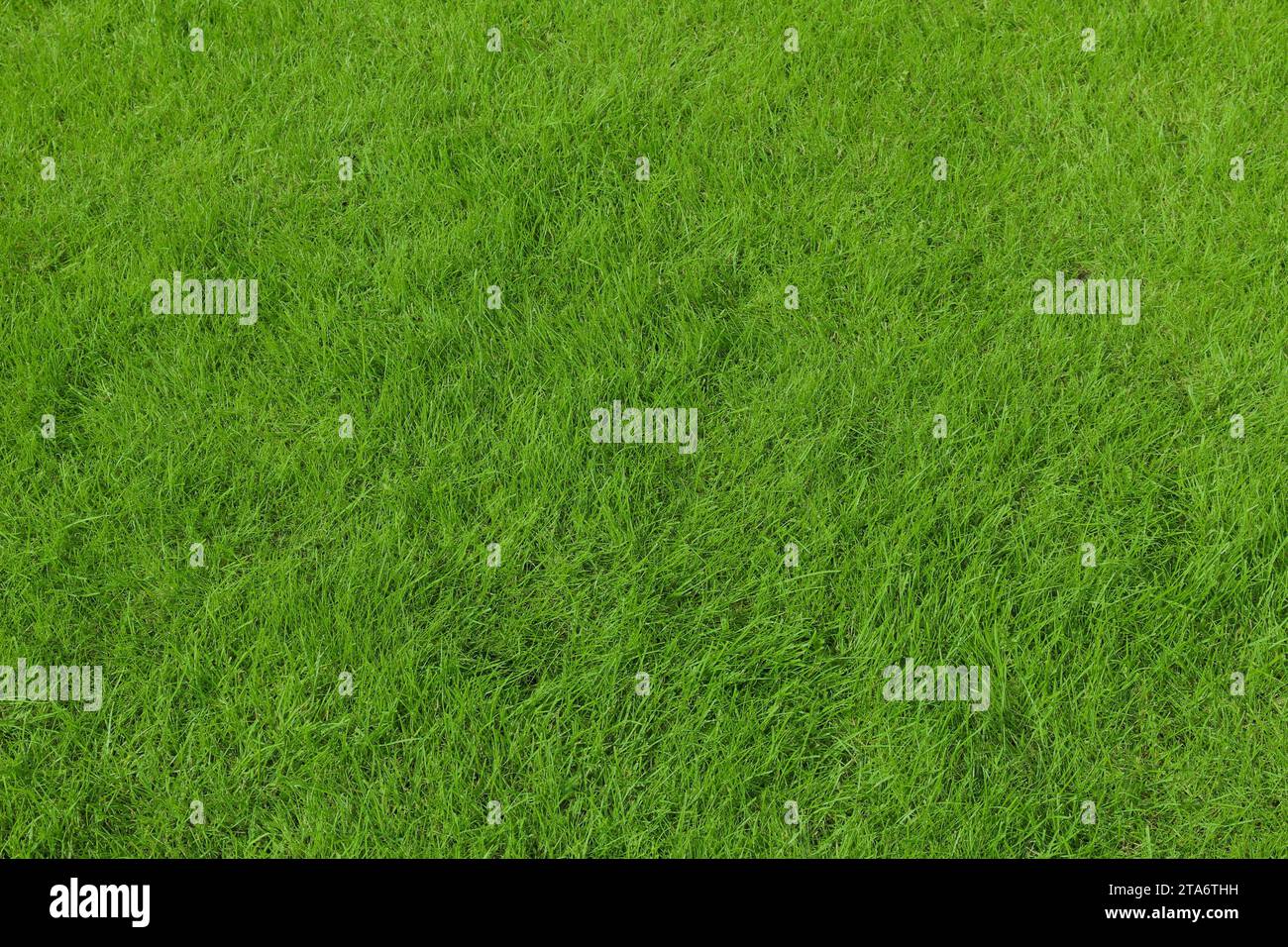 Grass background - neat mowed lawn backdrop texture Stock Photo - Alamy