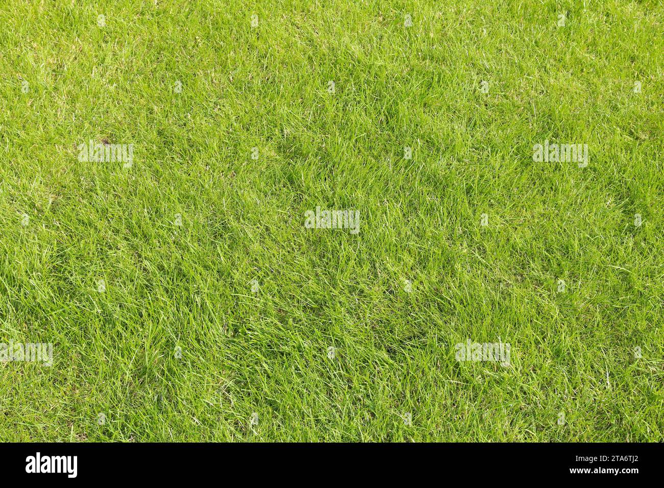 Green grass background - neat mowed lawn backdrop texture Stock Photo ...