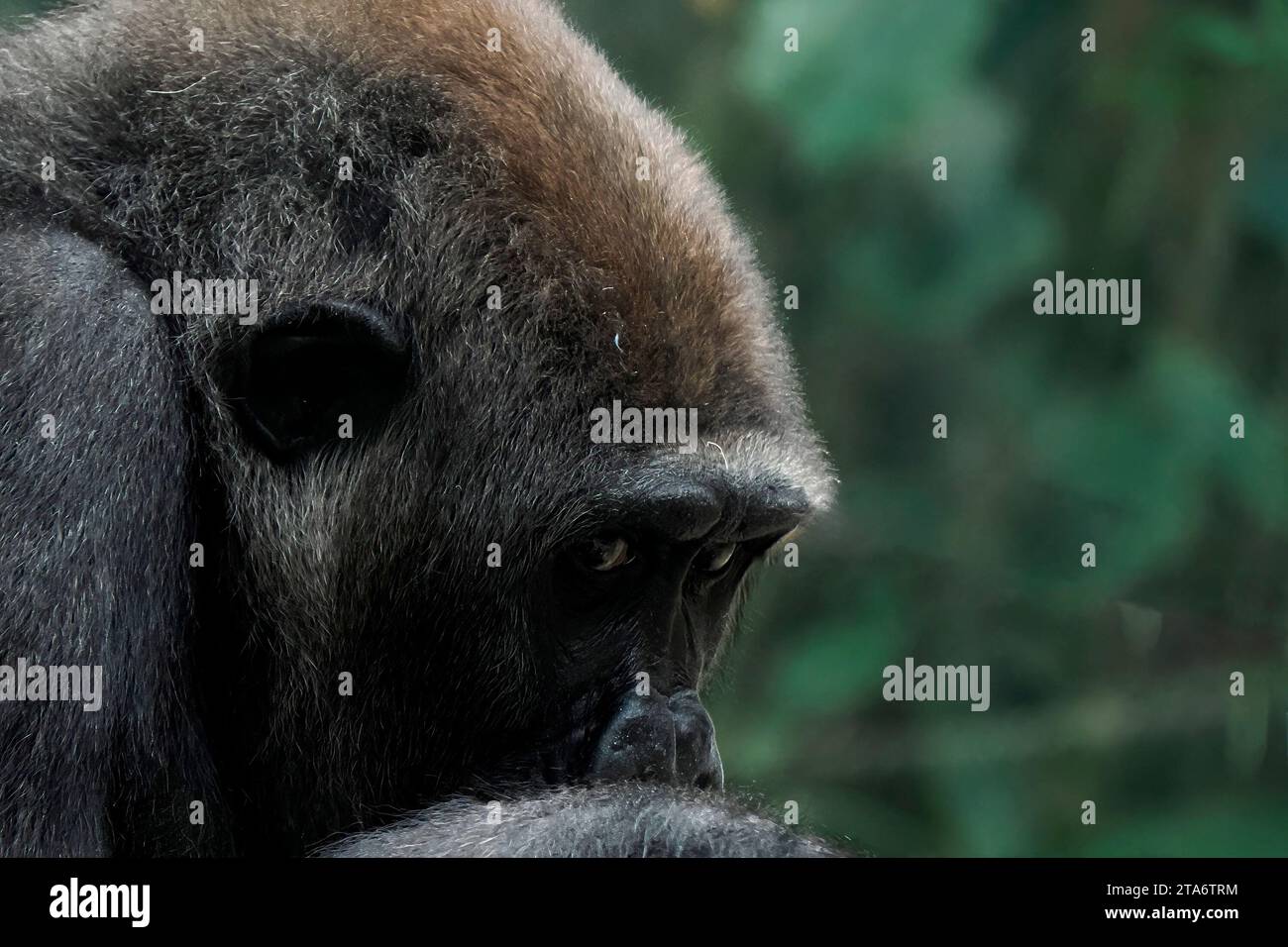 A sad zoo gorilla close up portrait Stock Photo - Alamy