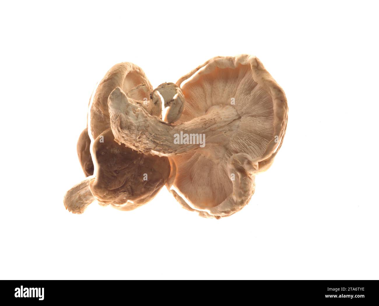 Close up food ingredient still life of Shiitake, Shitake Mushroom ...