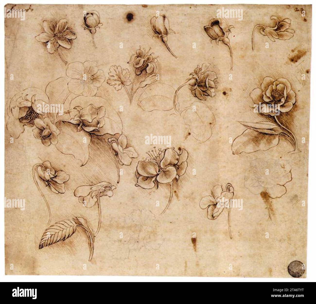 Flower study - by Leonardo Da Vinci Stock Photo - Alamy