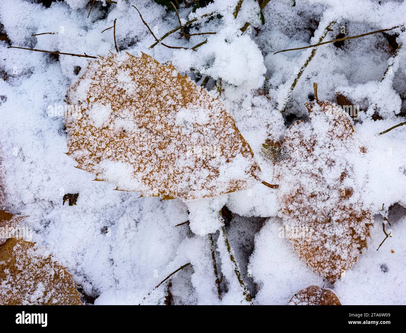 Natural close up intriguing intimate weather portrait of leaves trapped ...