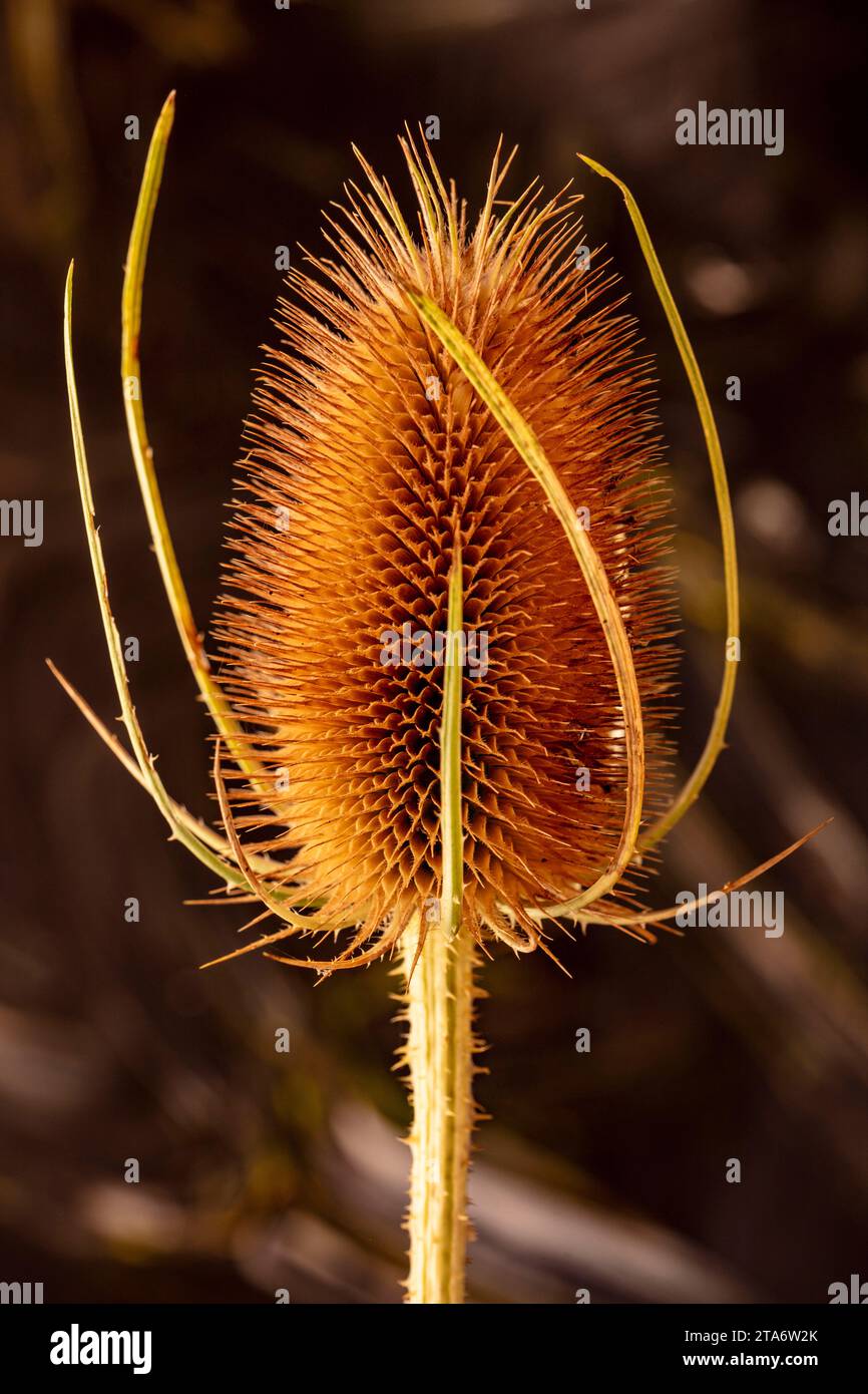 Crisp plant portrait of stately Teasel, Dipsacus, showing pattern and ...