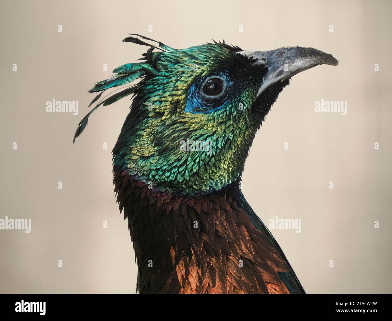 An Himalayan Monal Lophophorus impejanus close up portrait Stock Photo ...