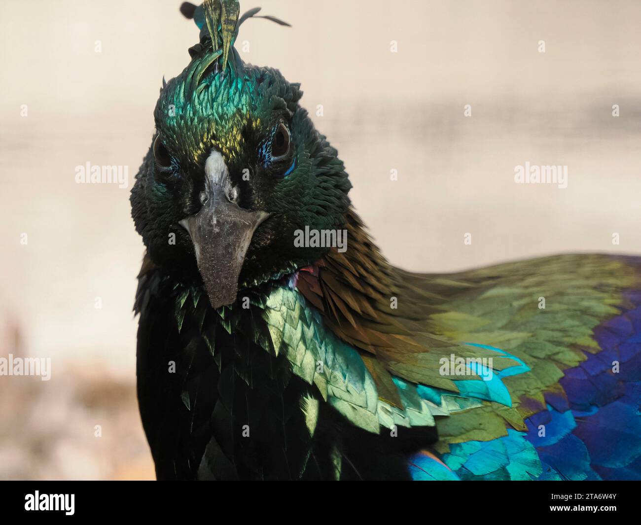 An Himalayan Monal Lophophorus impejanus close up portrait Stock Photo ...