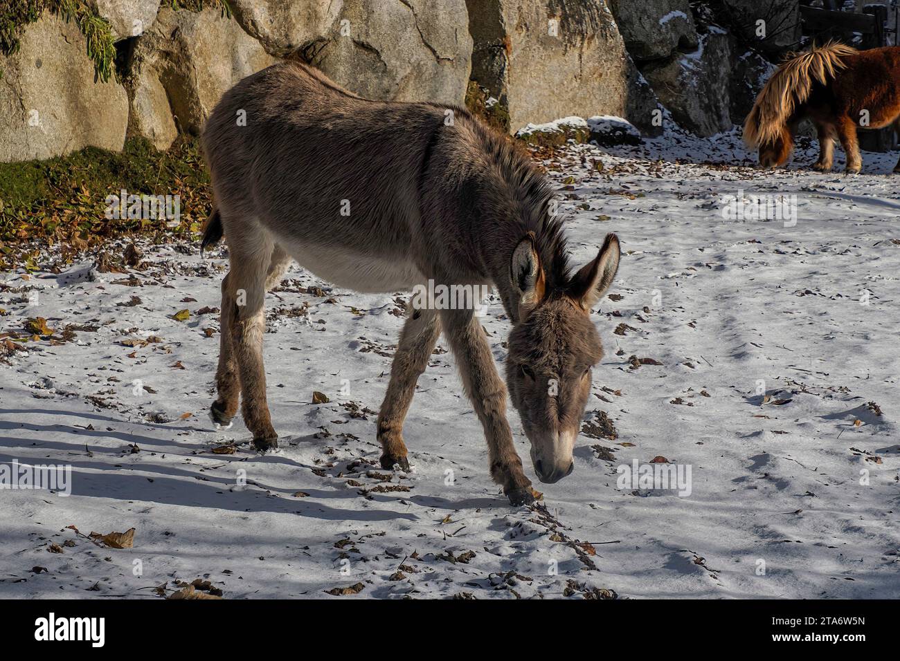 Donkey snow funny hi-res stock photography and images - Alamy