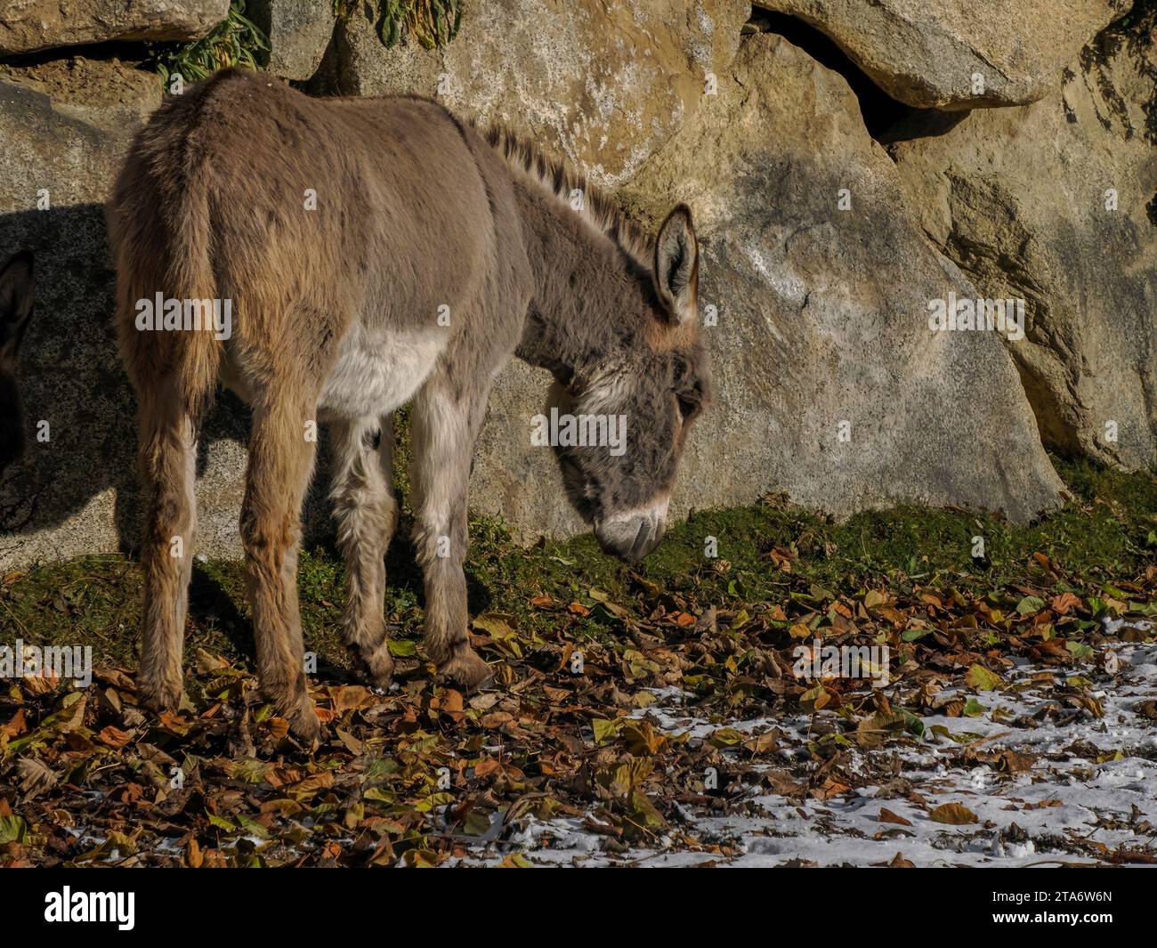 Donkey snow funny hi-res stock photography and images - Alamy