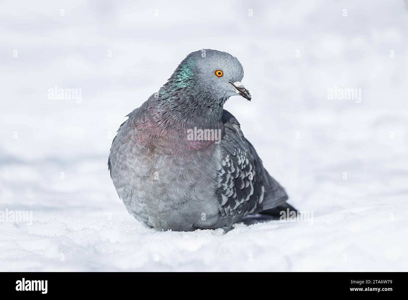 A domestic pigeon on white snow in winter. Urban birds in the snow.A ...