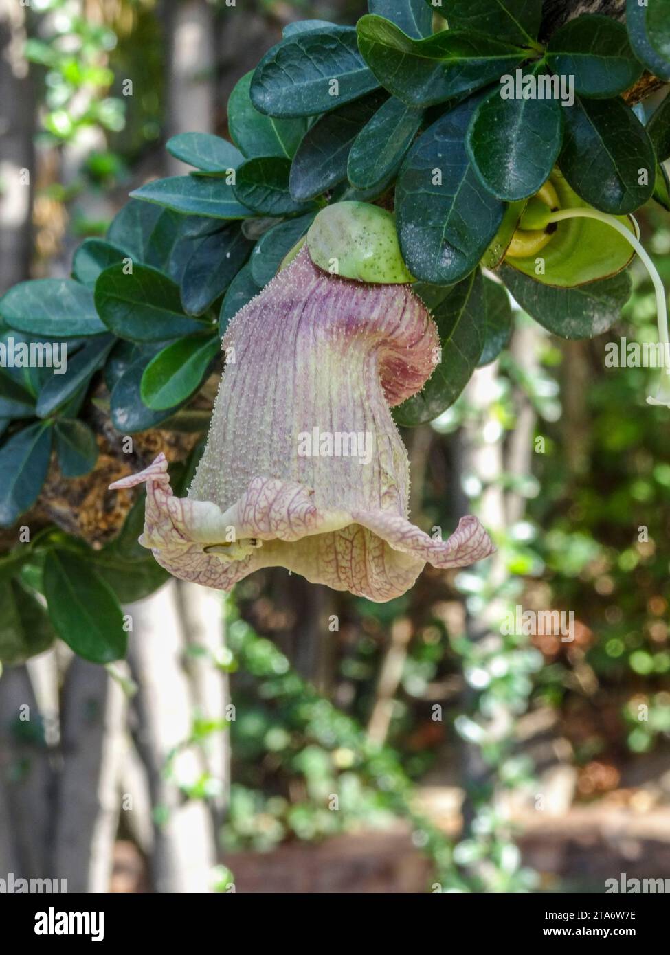 Strikingly beautiful bell shaped flowering small tree in good sunshine ...