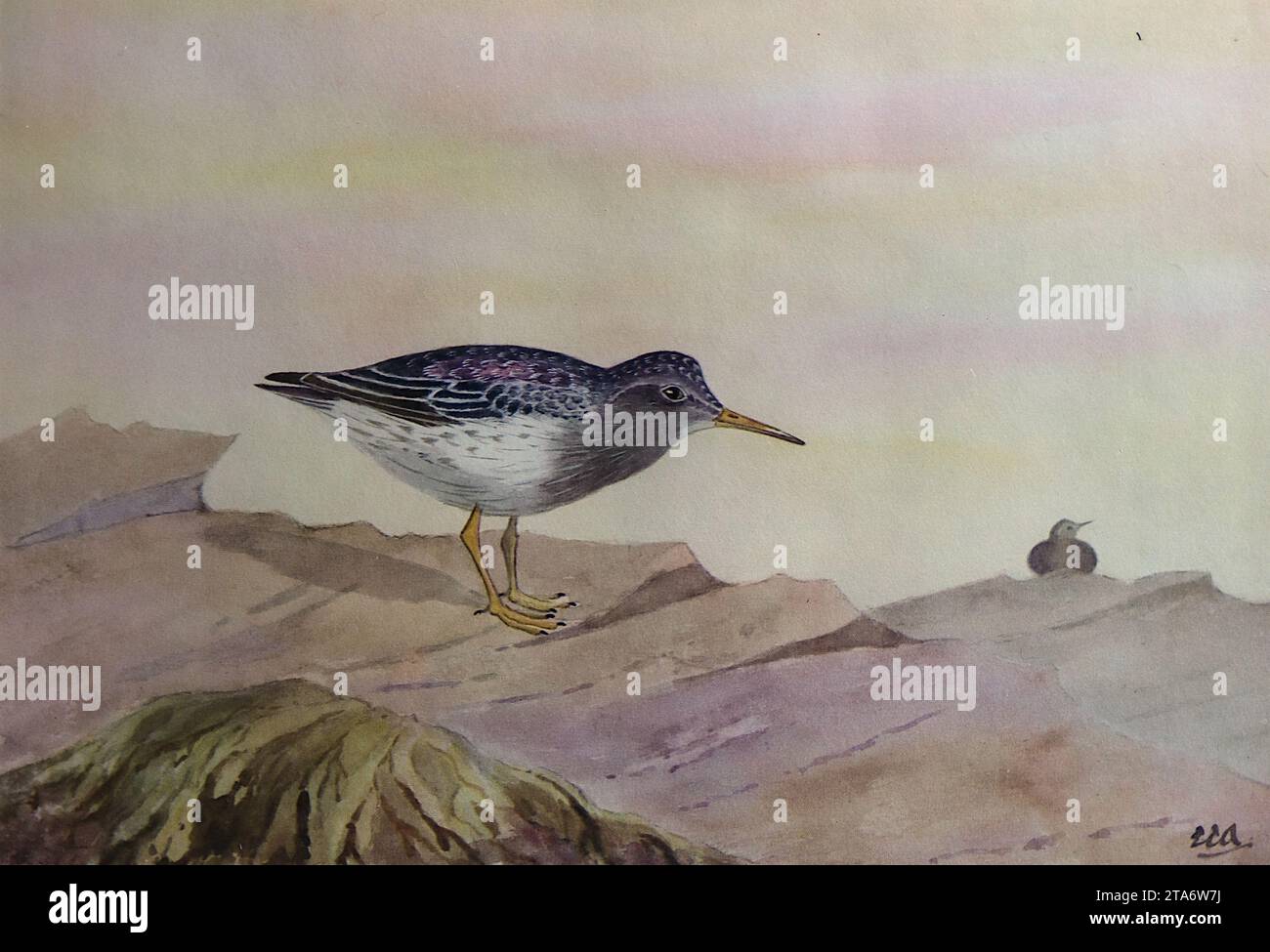 Purple Sandpiper: British wading birds from a watercolour drawing by E ...