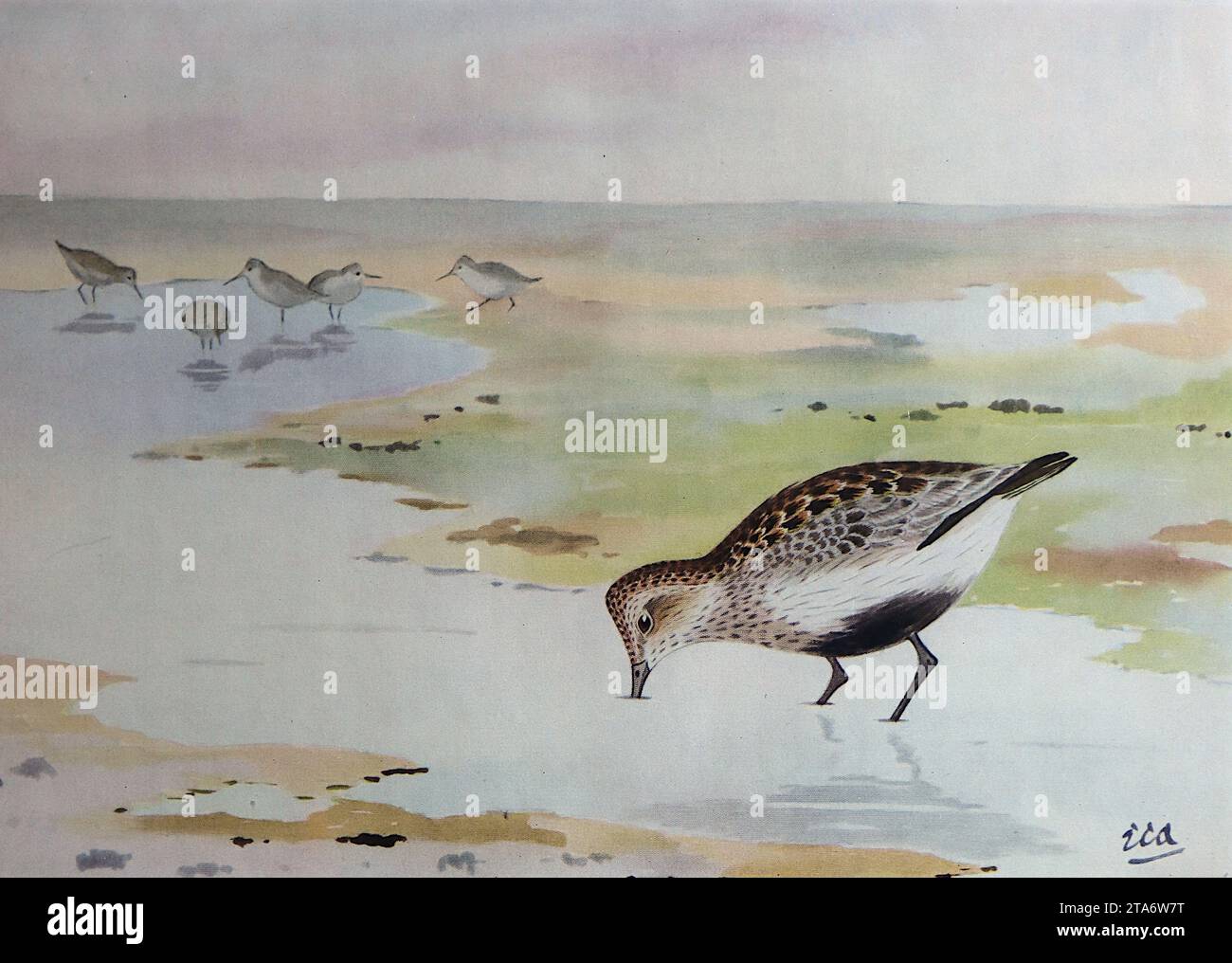 Edward carleton arnold hi-res stock photography and images - Alamy