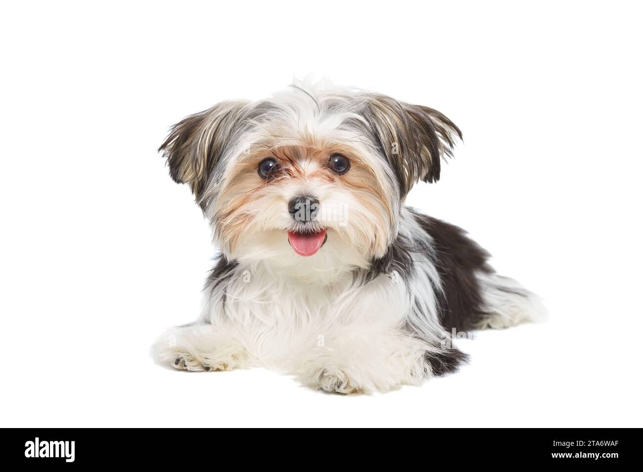 Cute maltese puppy isolated on white background Stock Photo - Alamy