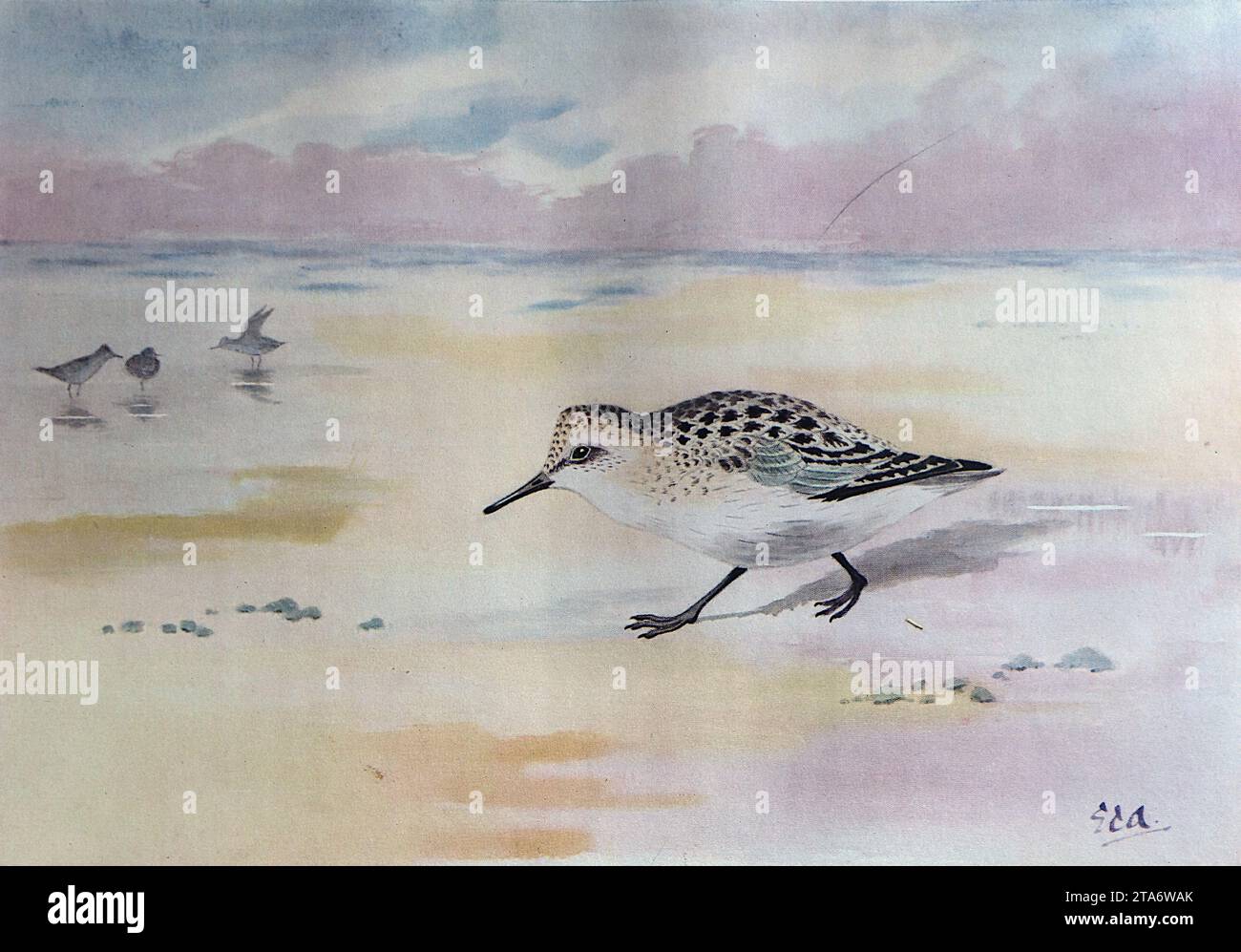 Edward carleton arnold hi-res stock photography and images - Alamy