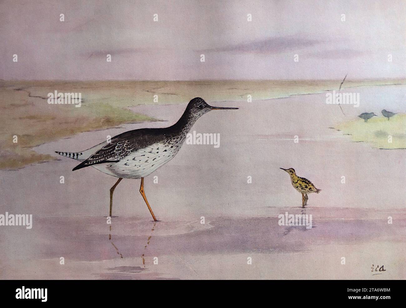 Redshank: British wading birds from a watercolour drawing by E.C ...