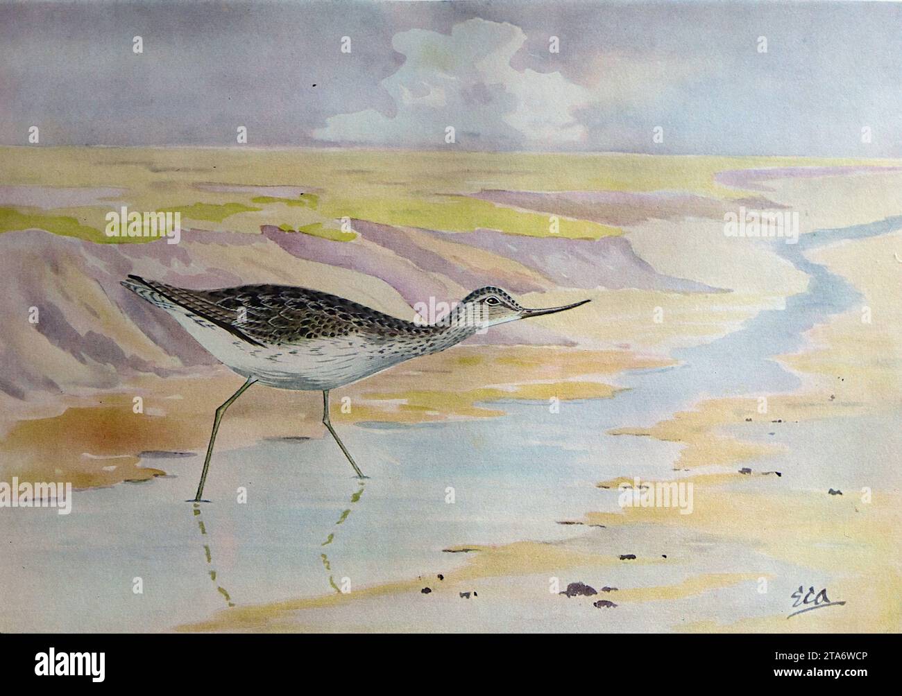 Greenshank: British wading birds from a watercolour drawing by E.C ...