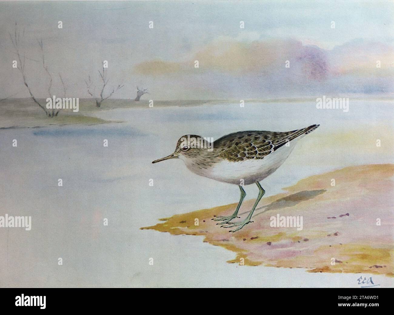 Common Sandpiper: British wading birds from a watercolour drawing by E ...