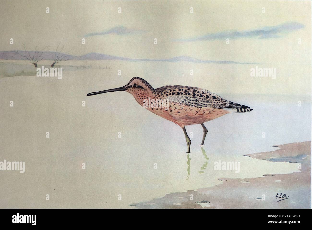 Red-Breasted Snipe: British wading birds from a watercolour drawing by ...