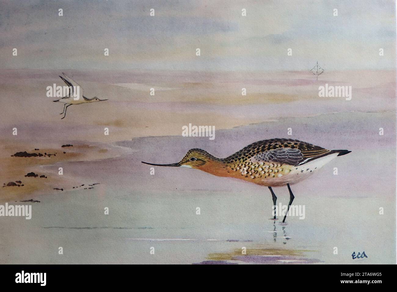 Godwit drawing hi-res stock photography and images - Alamy