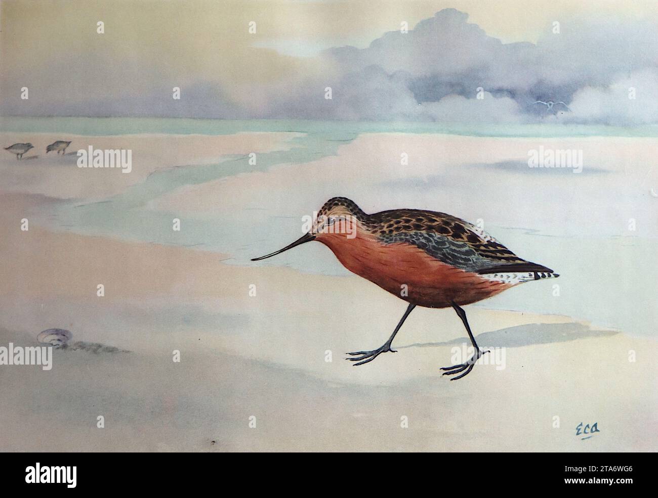 Bar-Tailed Godwit: British wading birds from a watercolour drawing by E ...