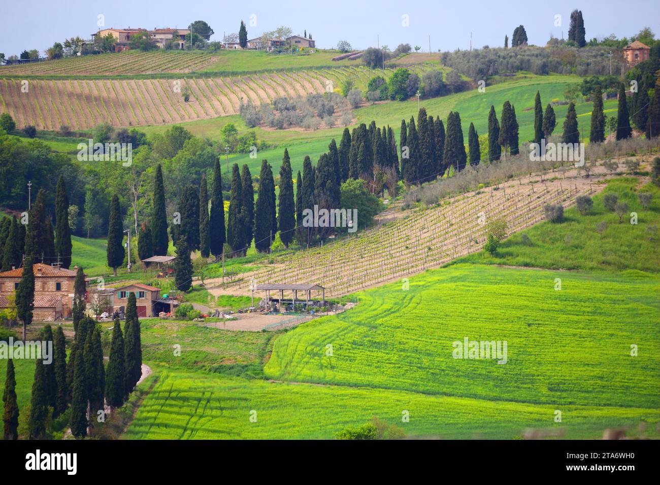 Tuscany countryside landscape with cypress trees in Val D'Orcia, Italy ...
