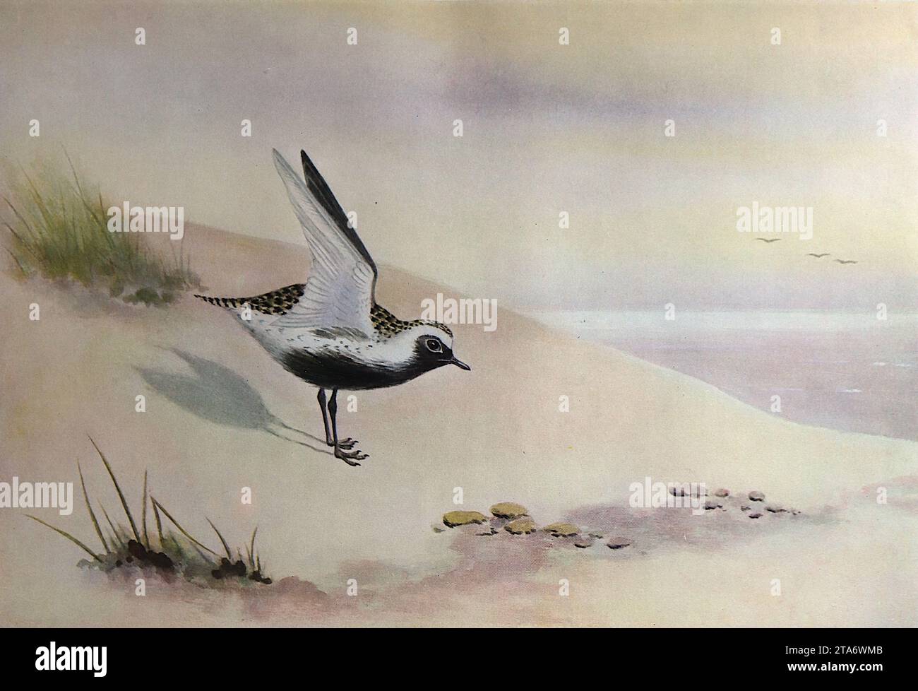 Grey plover drawing hi-res stock photography and images - Alamy