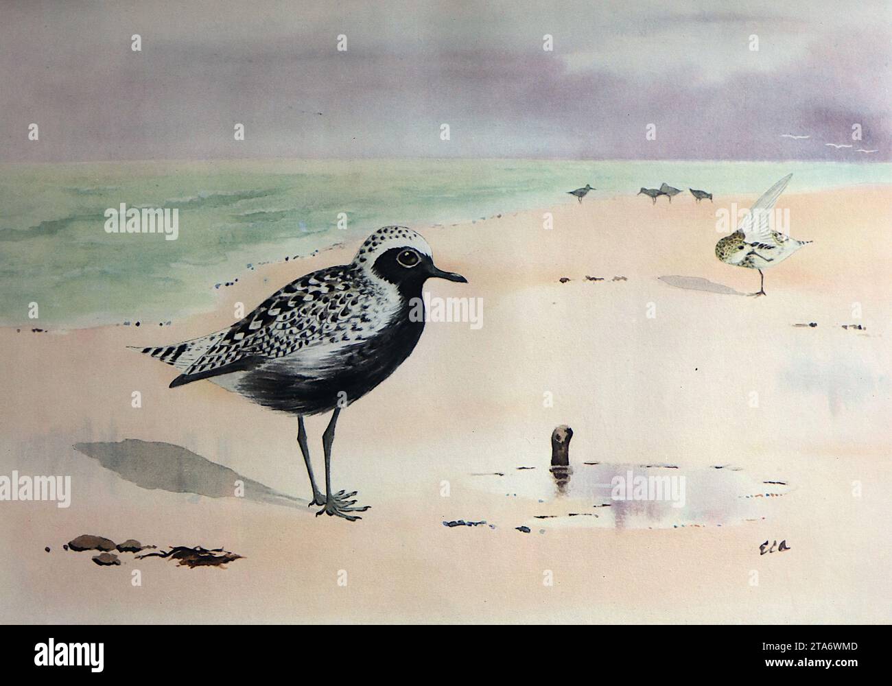 Ringed Plover: British wading birds from a watercolour drawing by E.C ...