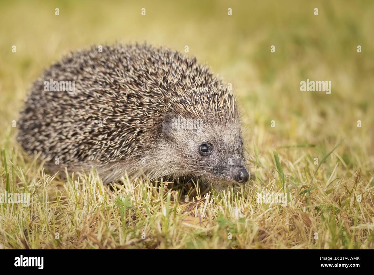 Hedgehog, (Scientific name: Erinaceus europaeus) Wild, native, European ...