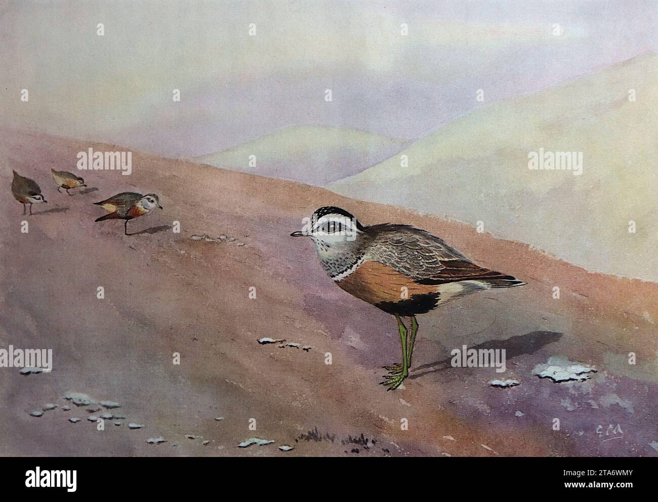 Birds as subject hi-res stock photography and images - Alamy