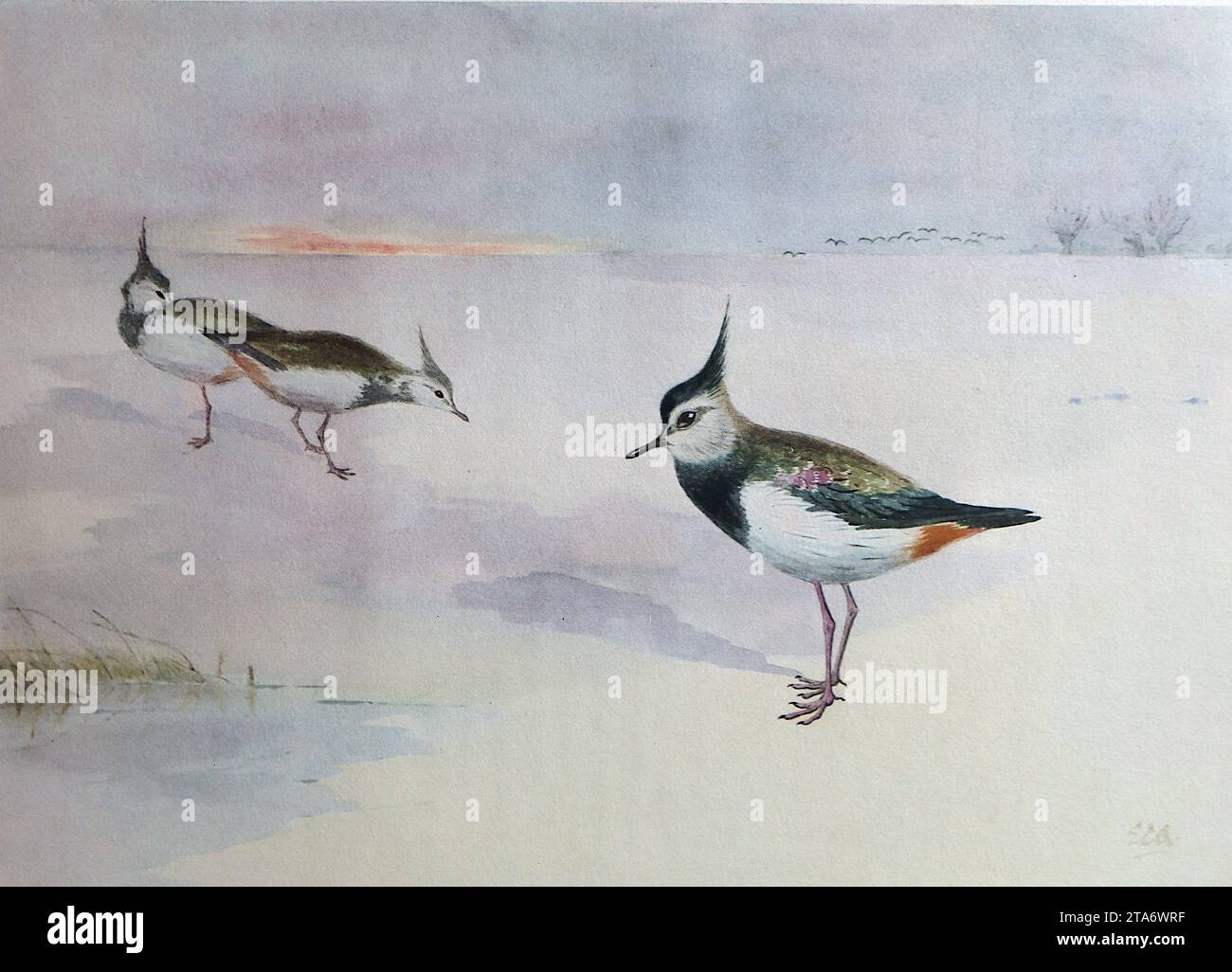 Lapwing: British wading birds from a watercolour drawing by E.C. Arnold ...