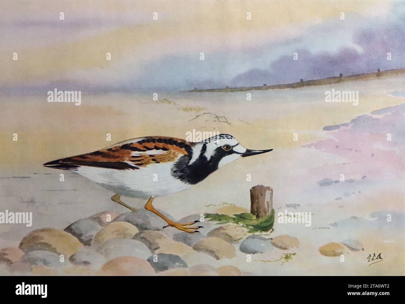 Turnstone: British wading birds from a watercolour drawing by E.C ...