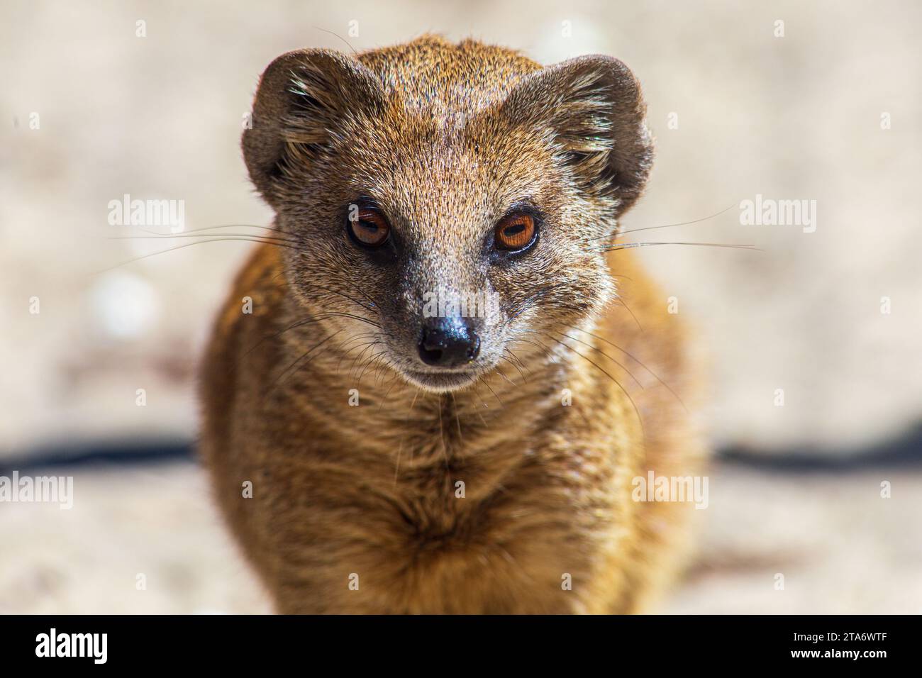 Mongoose in zoo hi-res stock photography and images - Alamy