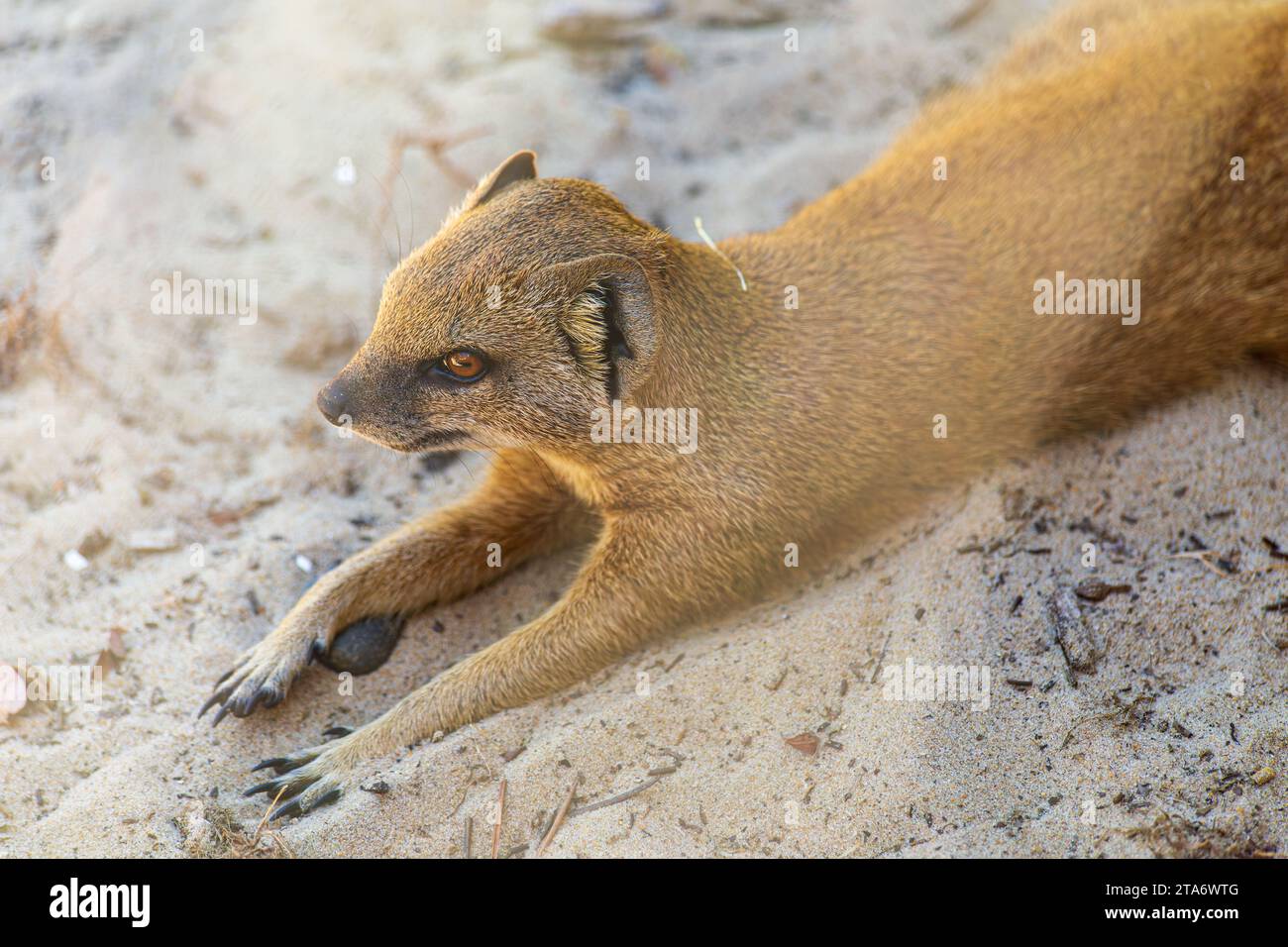 Mongoose in zoo hi-res stock photography and images - Alamy