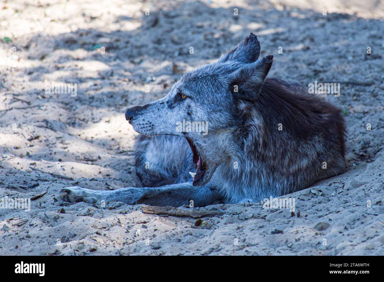 White and grey wolf laying in his den and yawning in Labenne zoo ...