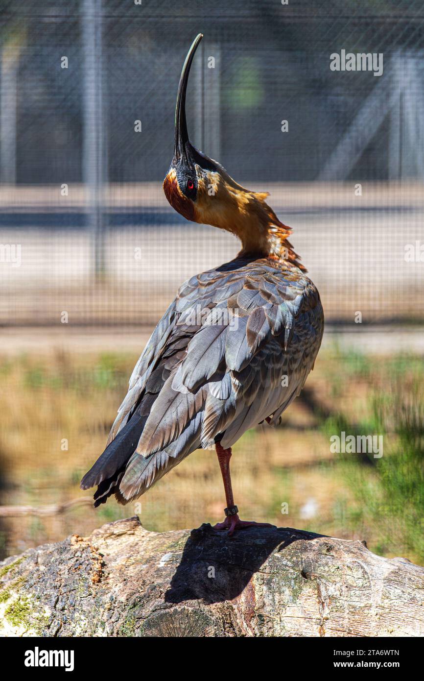 Buff zoo hi-res stock photography and images - Alamy