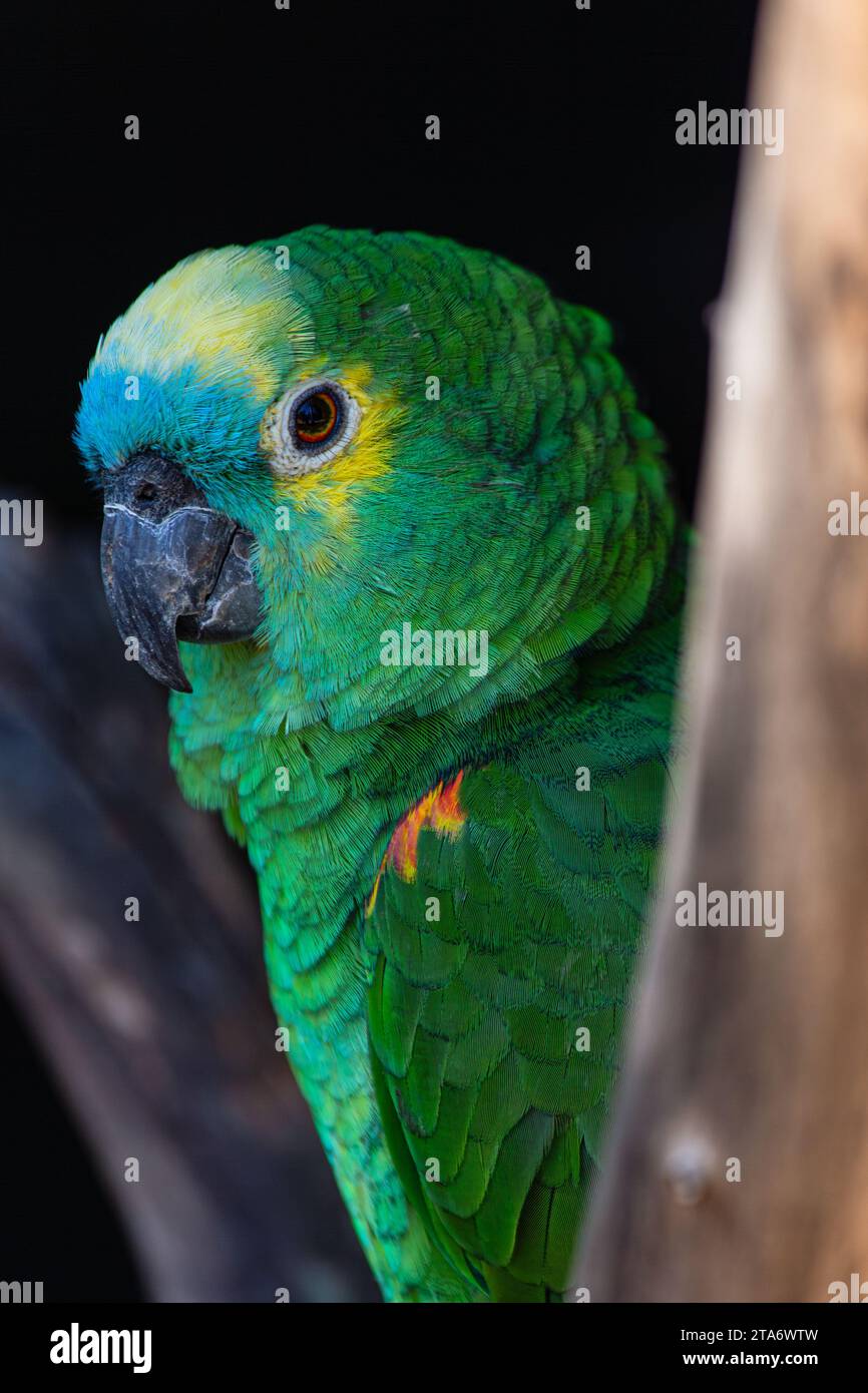 Blue fronted amazon parrot hi-res stock photography and images - Alamy