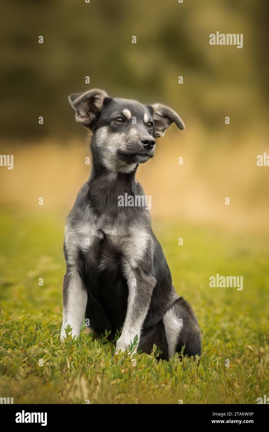 mixed breed beautiful black dog mutt outdoor in summer Stock Photo - Alamy