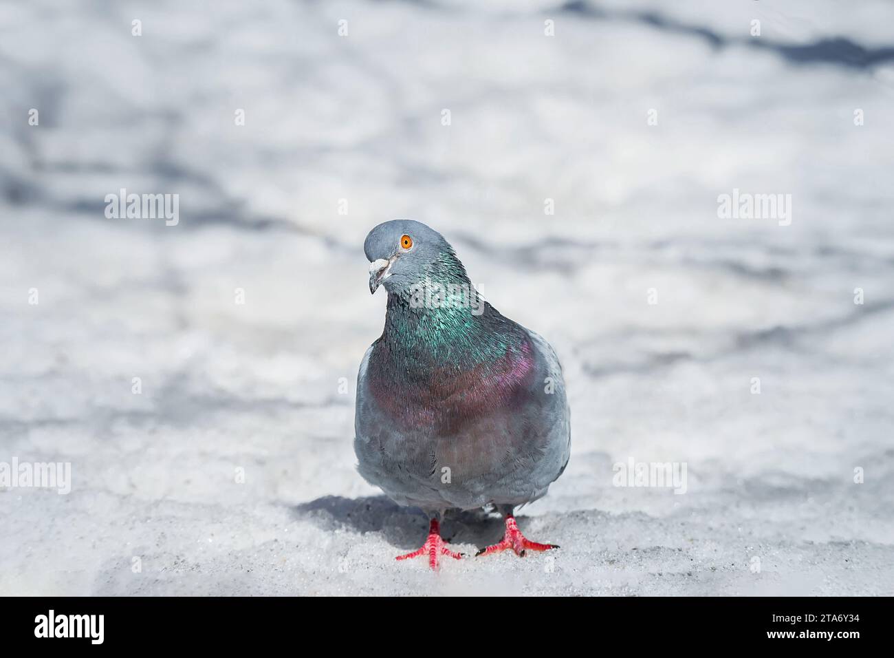 A domestic pigeon on white snow in winter. Urban birds in the snow.A ...