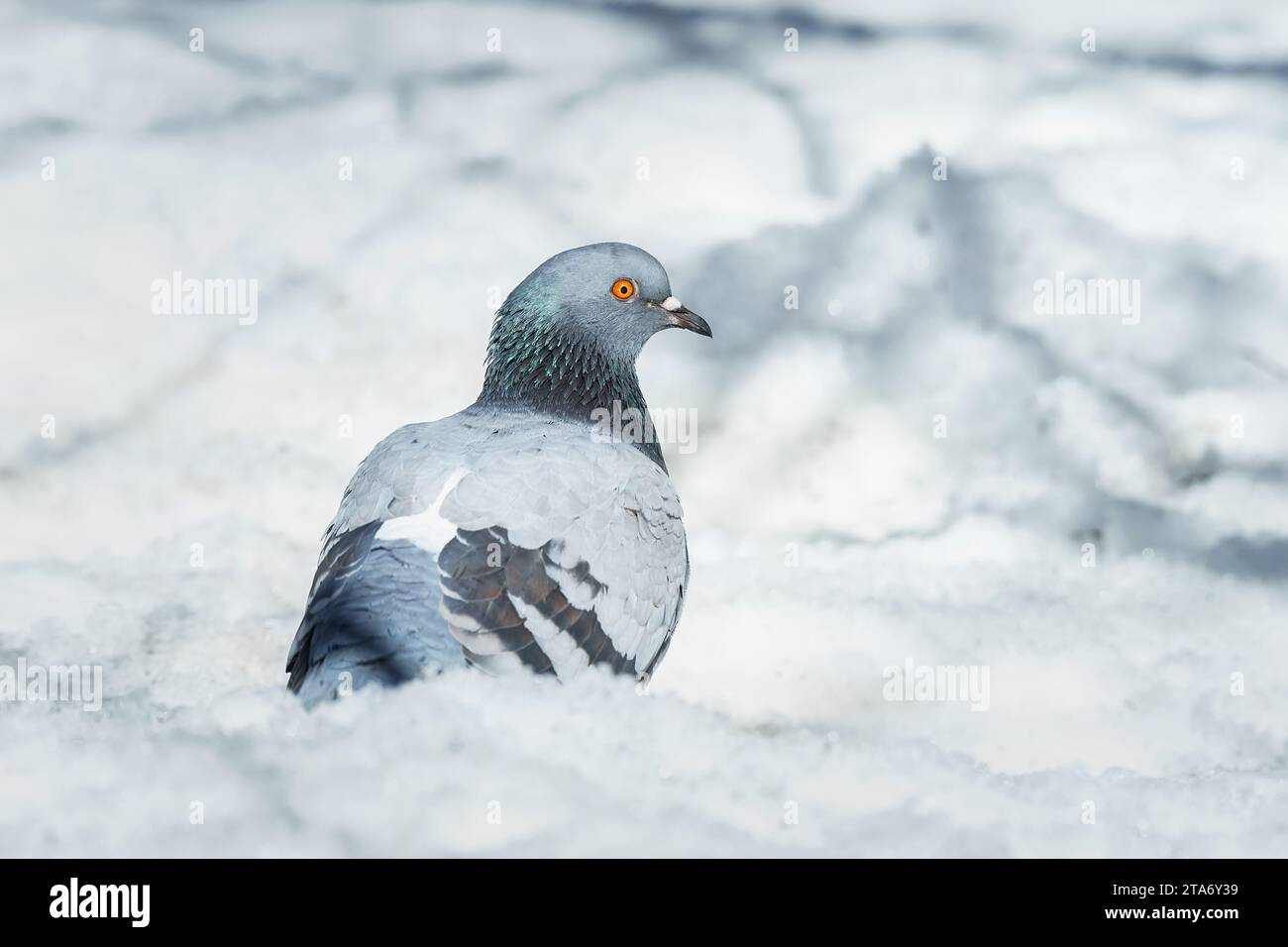A domestic pigeon on white snow in winter. Urban birds in the snow.A ...