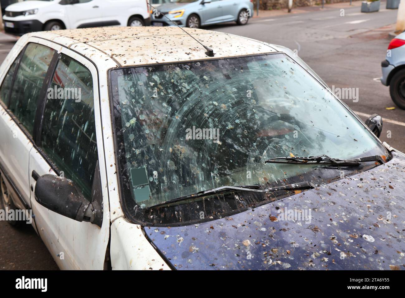 Bird droppings on whole car. Dirty, stained car covered in bird poop ...