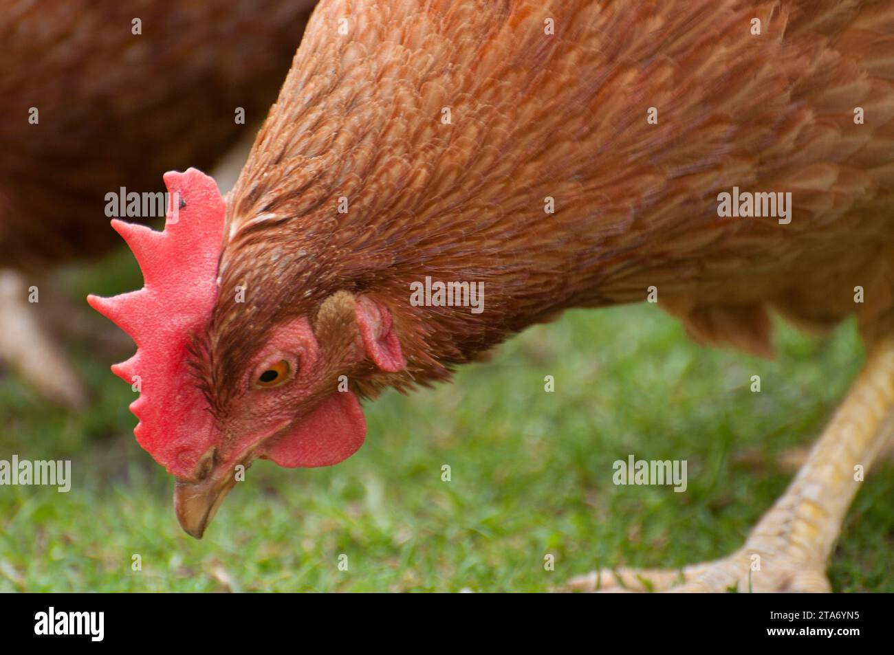 Hen foraging hi-res stock photography and images - Alamy
