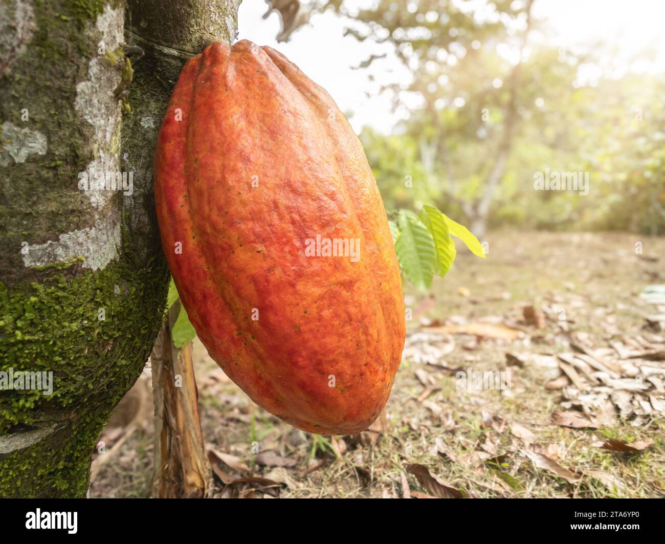 Cacao tree with fruits planted on farm in Ilheus, Bahia, Brazil Stock ...