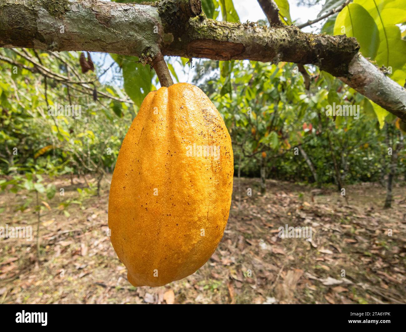 Cacao plantation farm in brazil hi-res stock photography and images - Alamy