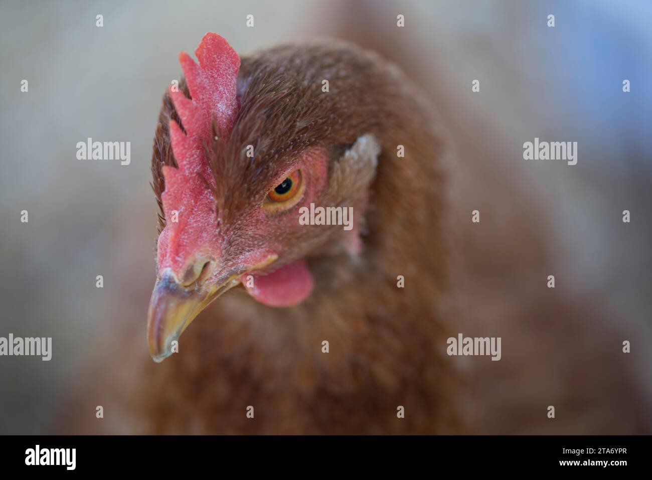 A close-up of a hens head with a blurred background Stock Photo - Alamy